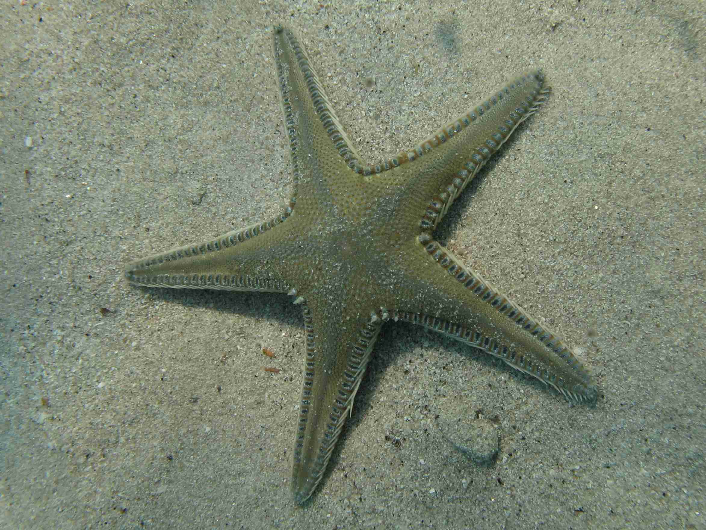 Astropecten , Natura Mediterraneo | Forum Naturalistico