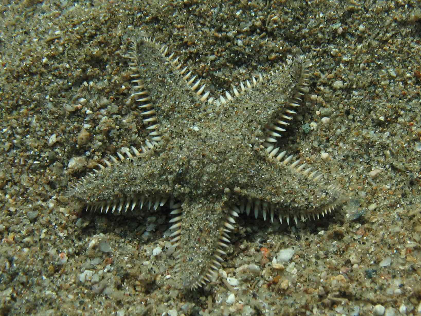 Astropecten , Natura Mediterraneo | Forum Naturalistico