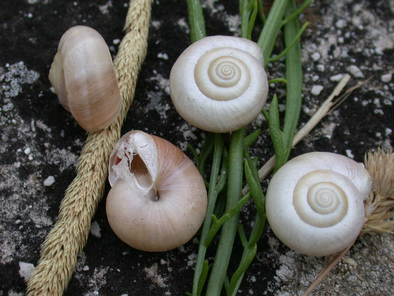 Monacha appenniniche del gruppo cantiana , Natura Mediterraneo | Forum ...