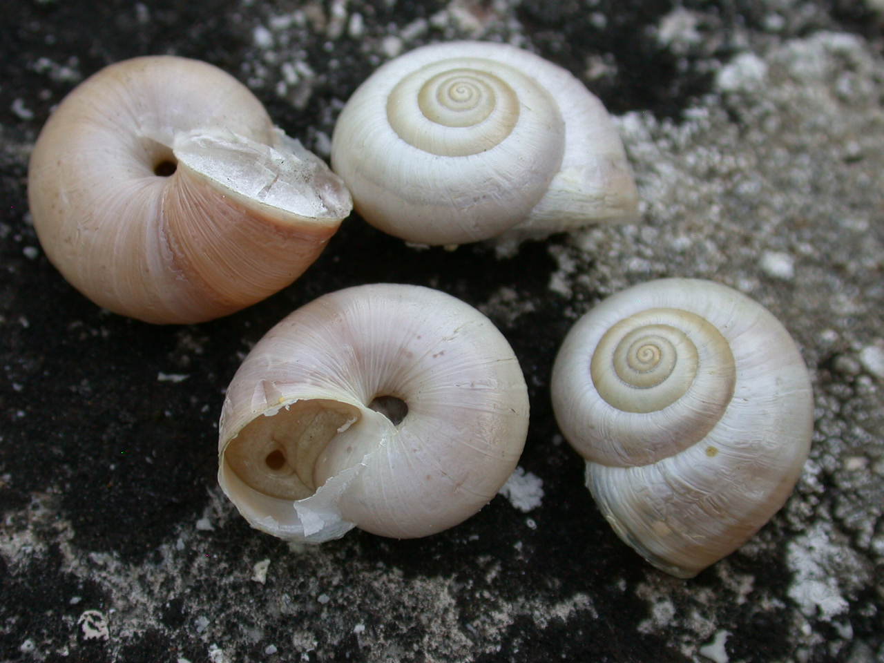 Monacha appenniniche del gruppo cantiana , Natura Mediterraneo | Forum ...
