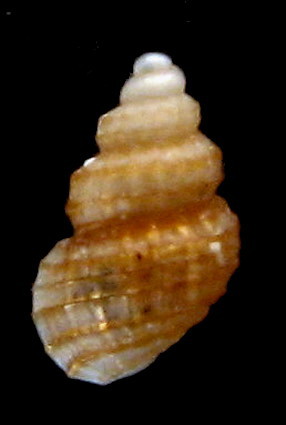 Rissoidae nel Mediterraneo: Genere Alvania , Natura Mediterraneo ...