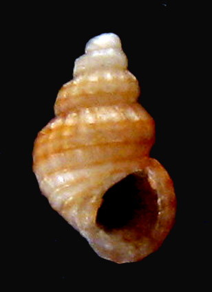 Rissoidae nel Mediterraneo: Genere Alvania , Natura Mediterraneo ...