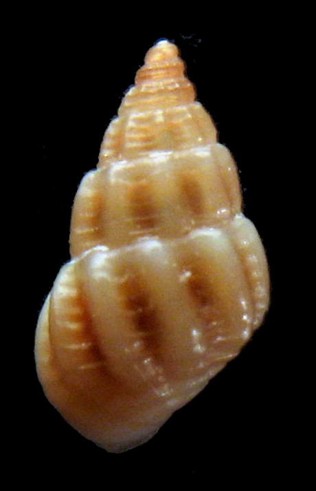 Rissoidae nel Mediterraneo: Genere Alvania , Natura Mediterraneo ...