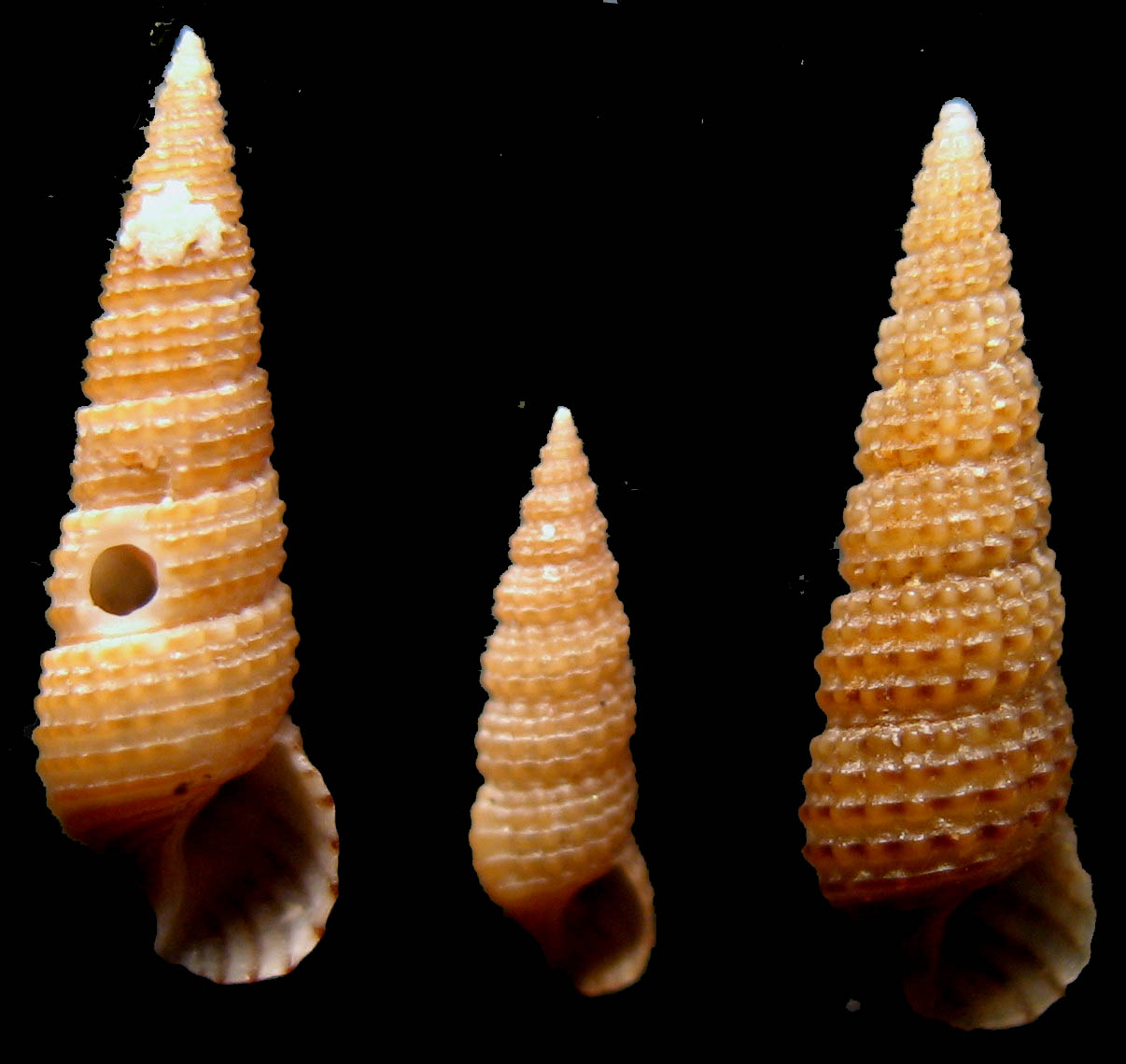 Cerithiidae: Gen. Bittium , Natura Mediterraneo | Forum Naturalistico