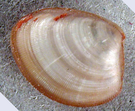 Nucula nucleus , Natura Mediterraneo | Forum Naturalistico