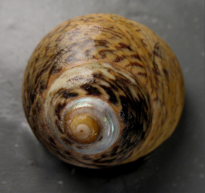 Trochoidea e affini nel Mediterraneo , Natura Mediterraneo | Forum ...