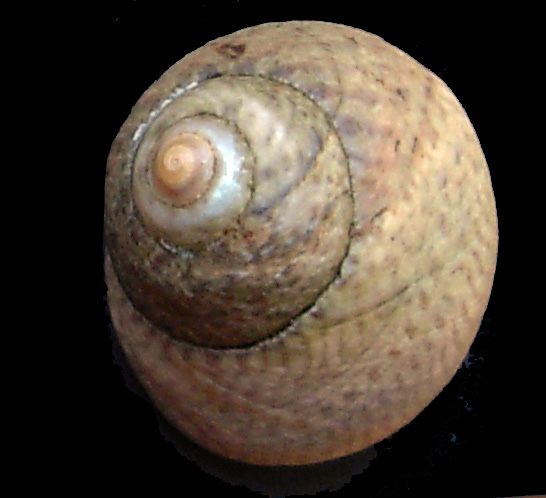 Trochoidea e affini nel Mediterraneo , Natura Mediterraneo | Forum ...