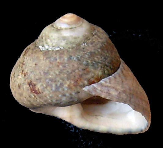 Trochoidea e affini nel Mediterraneo , Natura Mediterraneo | Forum ...