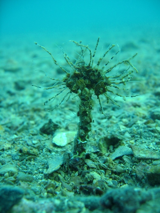 astuccio di Lanice conchilega , Natura Mediterraneo | Forum Naturalistico