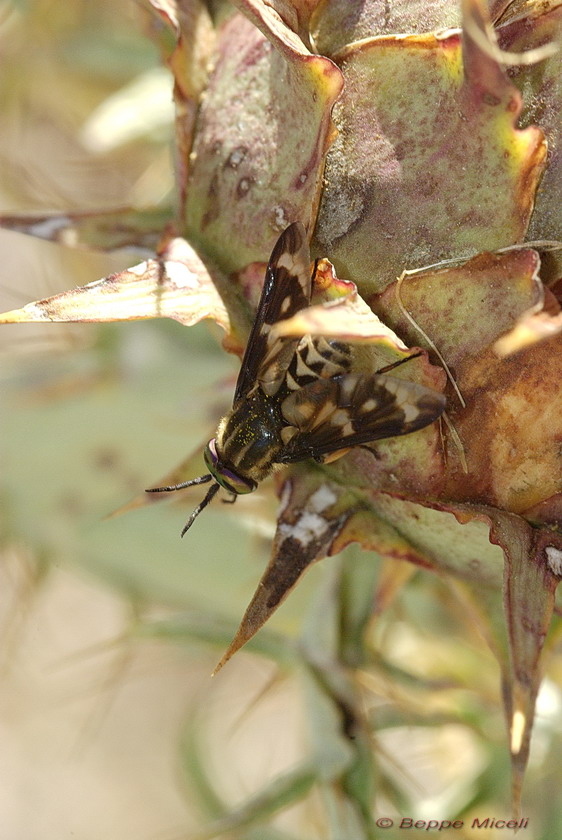 Chrysops relictus , Natura Mediterraneo | Forum Naturalistico