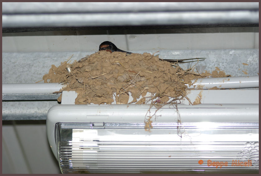 Nidi di Rondine in fango. , Natura Mediterraneo | Forum Naturalistico