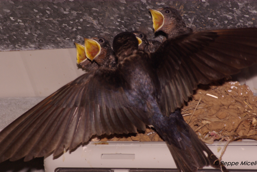 Nidi di Rondine in fango. , Natura Mediterraneo | Forum Naturalistico