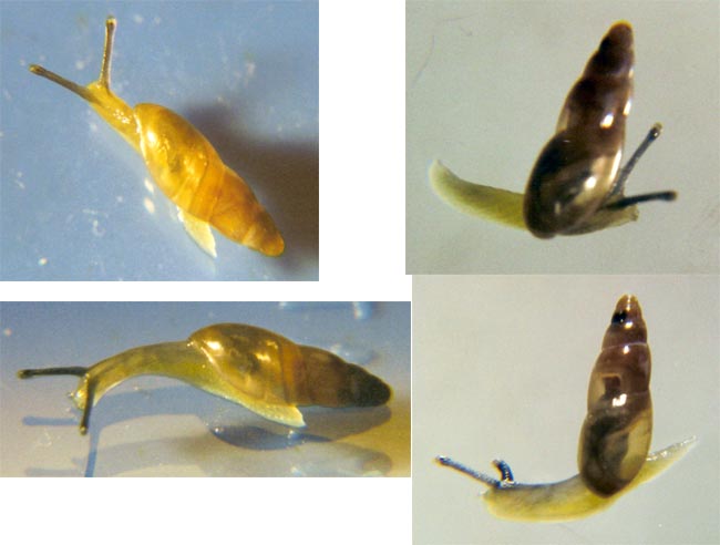 Cecilioides acicula , Natura Mediterraneo | Forum Naturalistico