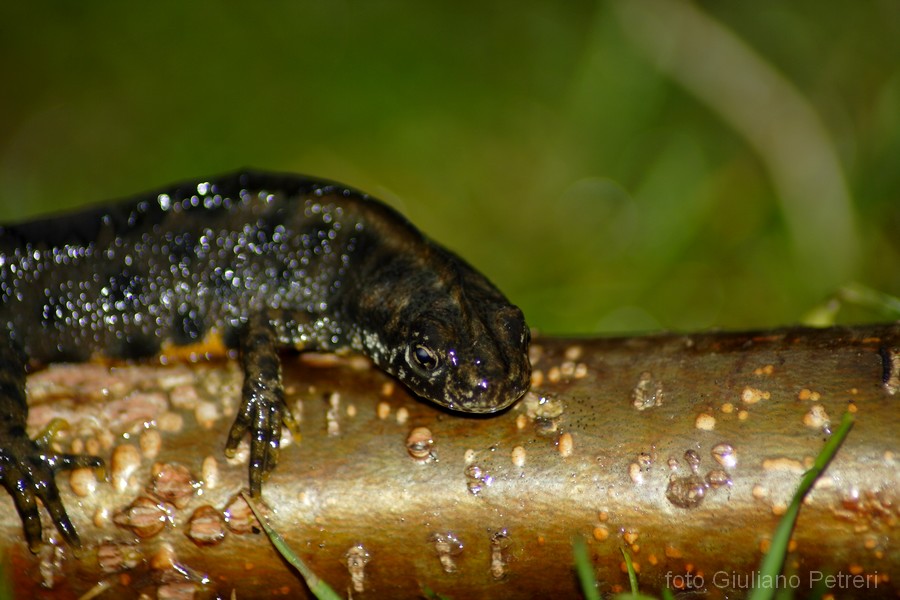 tritoni e rane dalmatine sui monti lucretili , Natura Mediterraneo ...