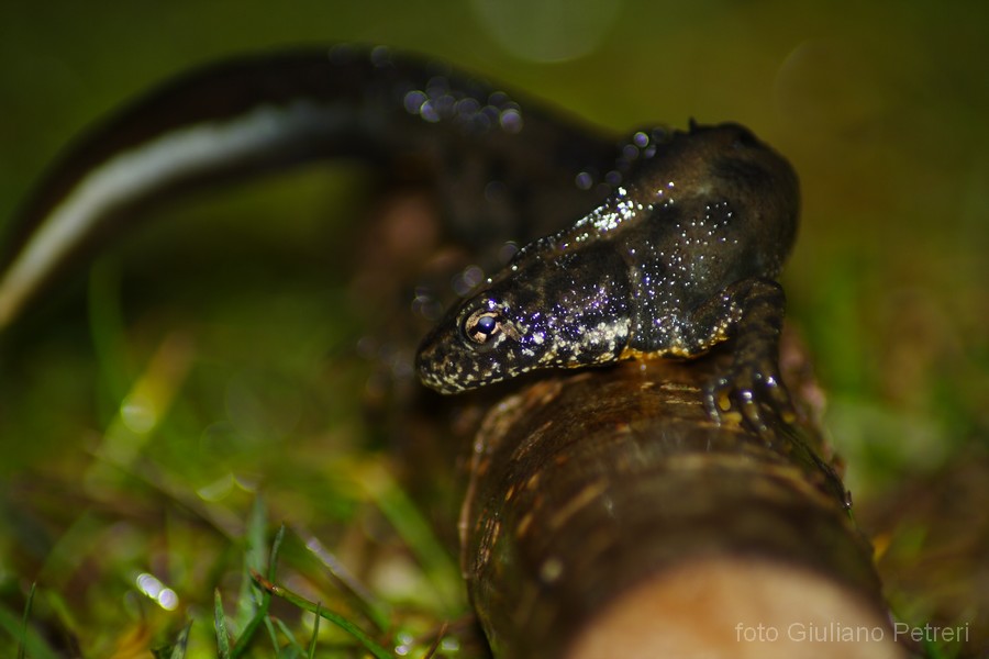 tritoni e rane dalmatine sui monti lucretili , Natura Mediterraneo ...