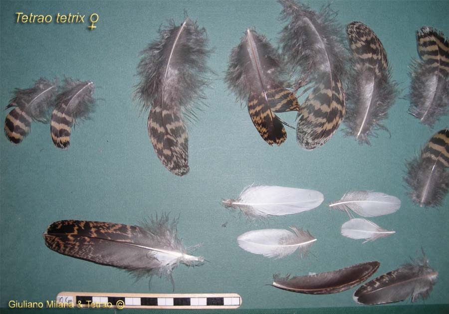 Penne : Lyrurus tetrix/Gallo forcello , Natura Mediterraneo | Forum ...