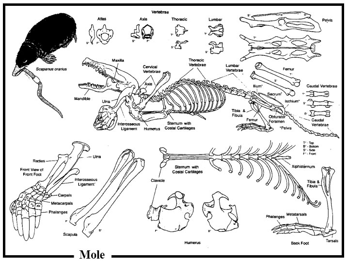Scheletro : Talpa , Natura Mediterraneo | Forum Naturalistico