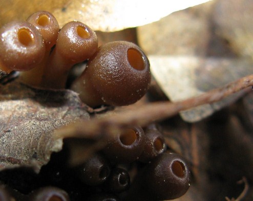 funghini col buco , Natura Mediterraneo | Forum Naturalistico