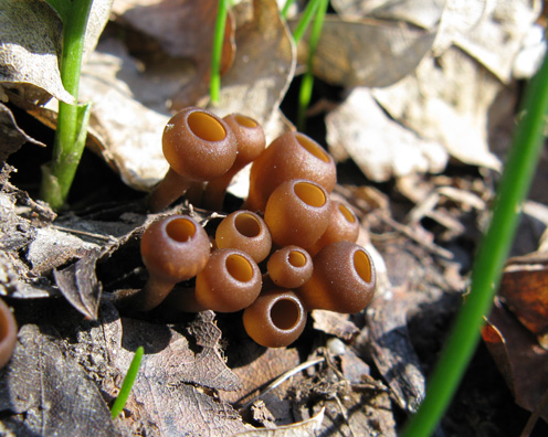 funghini col buco , Natura Mediterraneo | Forum Naturalistico