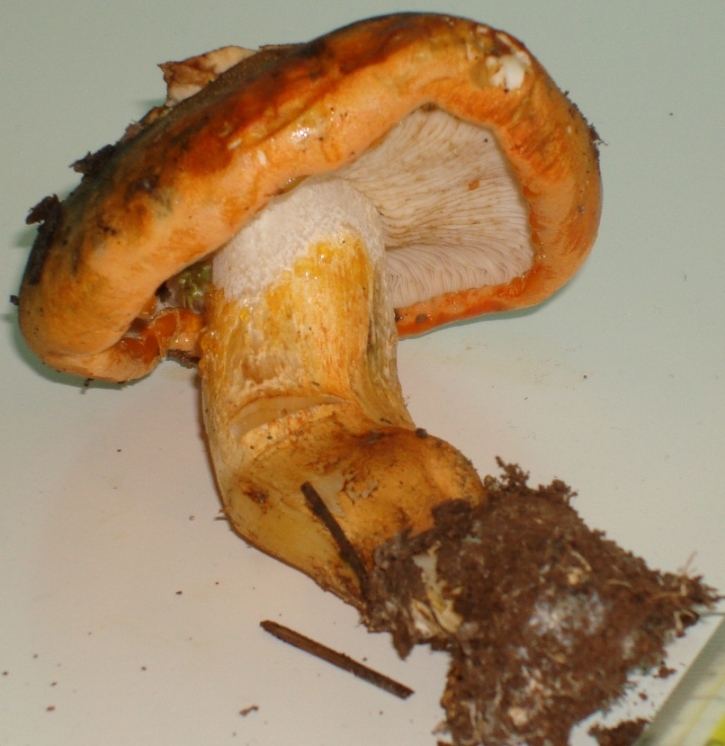 Fungo sconosciuto , Natura Mediterraneo | Forum Naturalistico