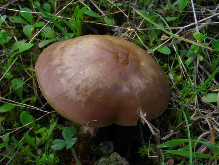 Lepista sordida , Natura Mediterraneo | Forum Naturalistico