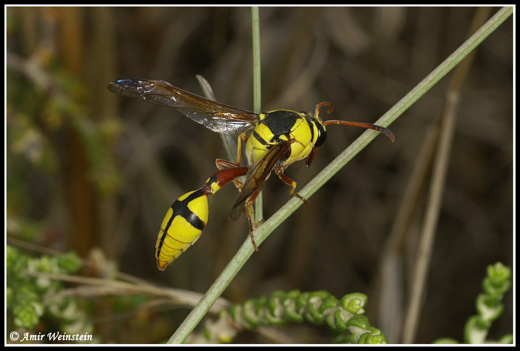 Vespidae Eumeninae d'Israele for ID , Natura Mediterraneo | Forum ...