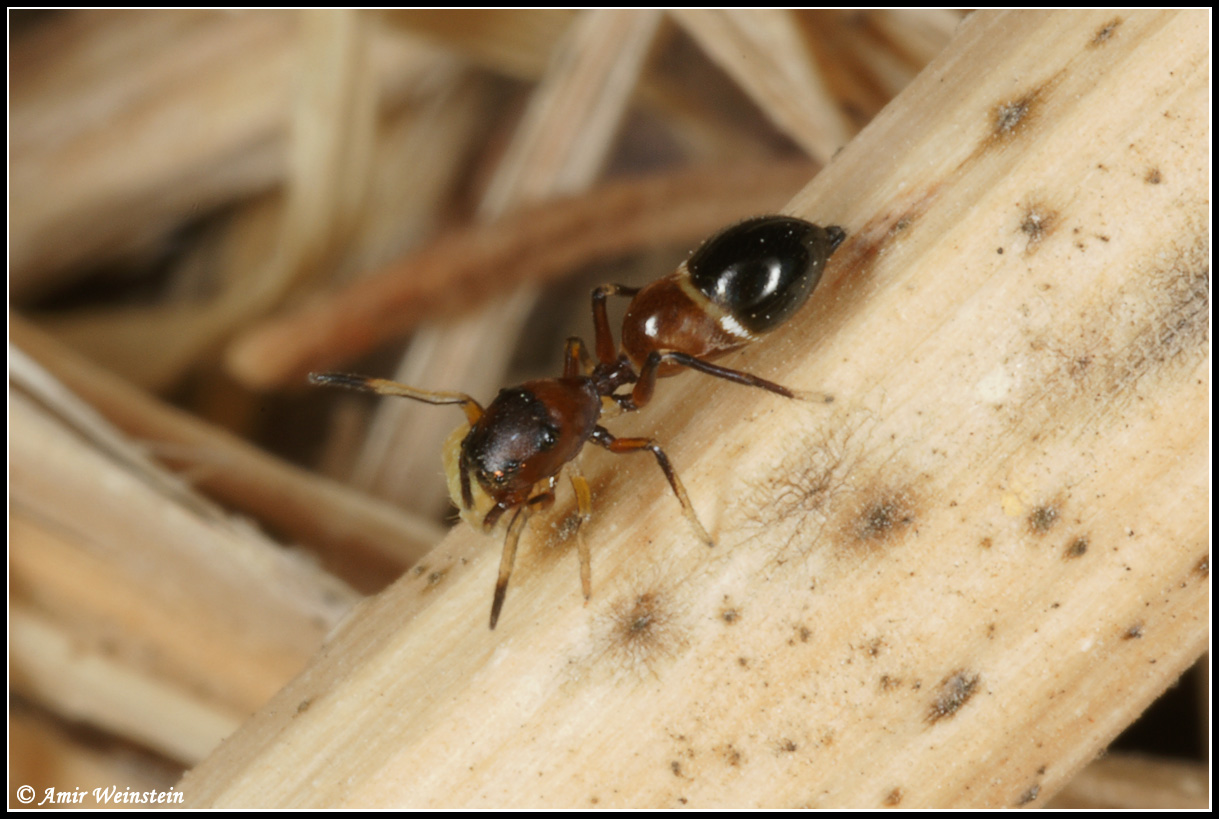Myrmarachne d'Israele , Natura Mediterraneo | Forum Naturalistico