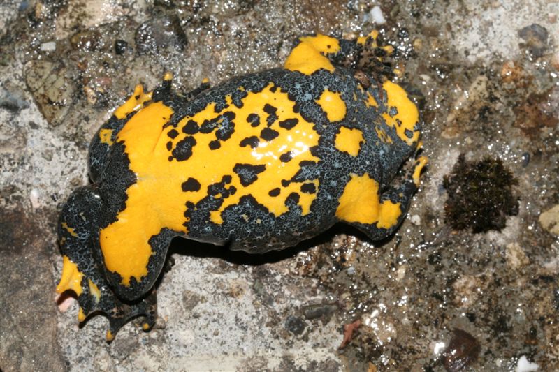 Unken reflex di Ululoni , Natura Mediterraneo | Forum Naturalistico