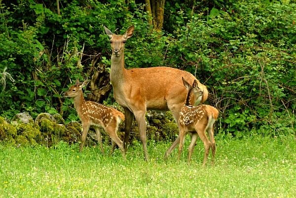 Cerbiatti: generazione 2009 , Natura Mediterraneo | Forum Naturalistico