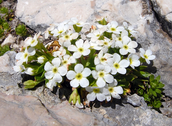 Androsace mathildae / Androsace abruzzese , Natura Mediterraneo | Forum ...