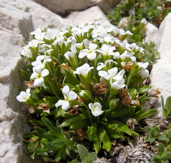 Androsace mathildae / Androsace abruzzese , Natura Mediterraneo | Forum ...