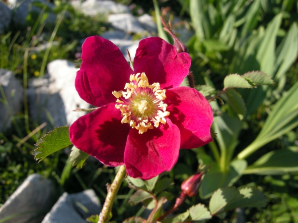 Rosa pendulina / Rosa alpina , Natura Mediterraneo | Forum Naturalistico