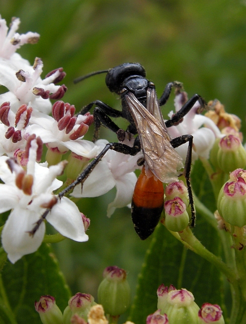 Ammophila? No. Probabile Podalonia sp. , Natura Mediterraneo | Forum ...
