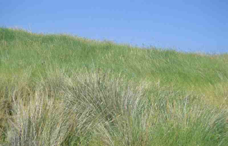 giunco pungente o giunco nero ??? - Juncus acutus , Natura Mediterraneo ...