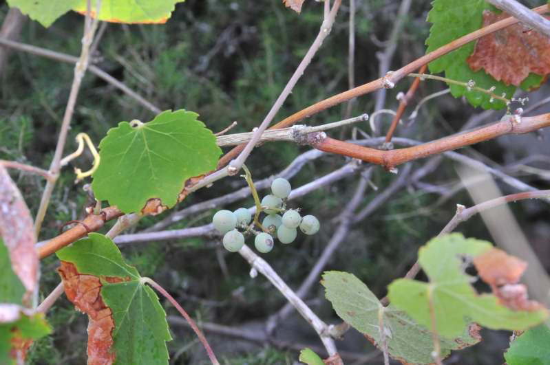 Vitis vinifera sl. , Natura Mediterraneo | Forum Naturalistico