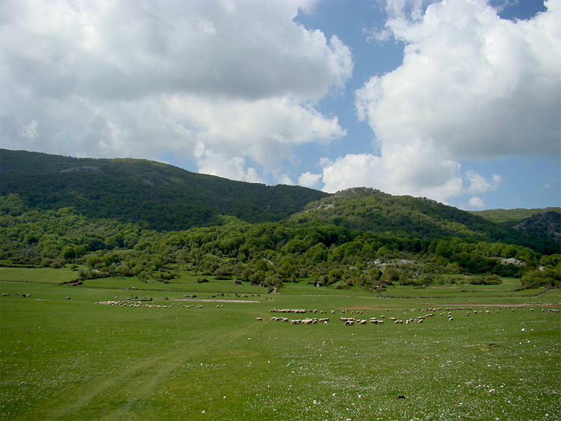 Animali al pascolo , Natura Mediterraneo | Forum Naturalistico