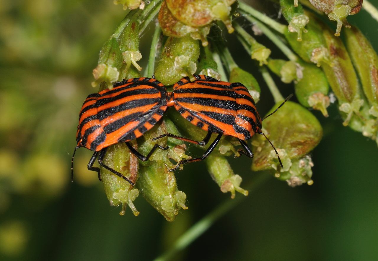 Graphosoma lineatum ssp. italicum , Natura Mediterraneo | Forum ...