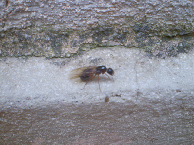 Formiche alate: femmine del genere Messor , Natura Mediterraneo | Forum ...