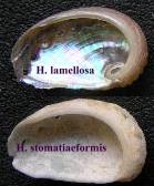 Haliotis stomatiaeformis Malta? , Natura Mediterraneo | Forum Naturalistico