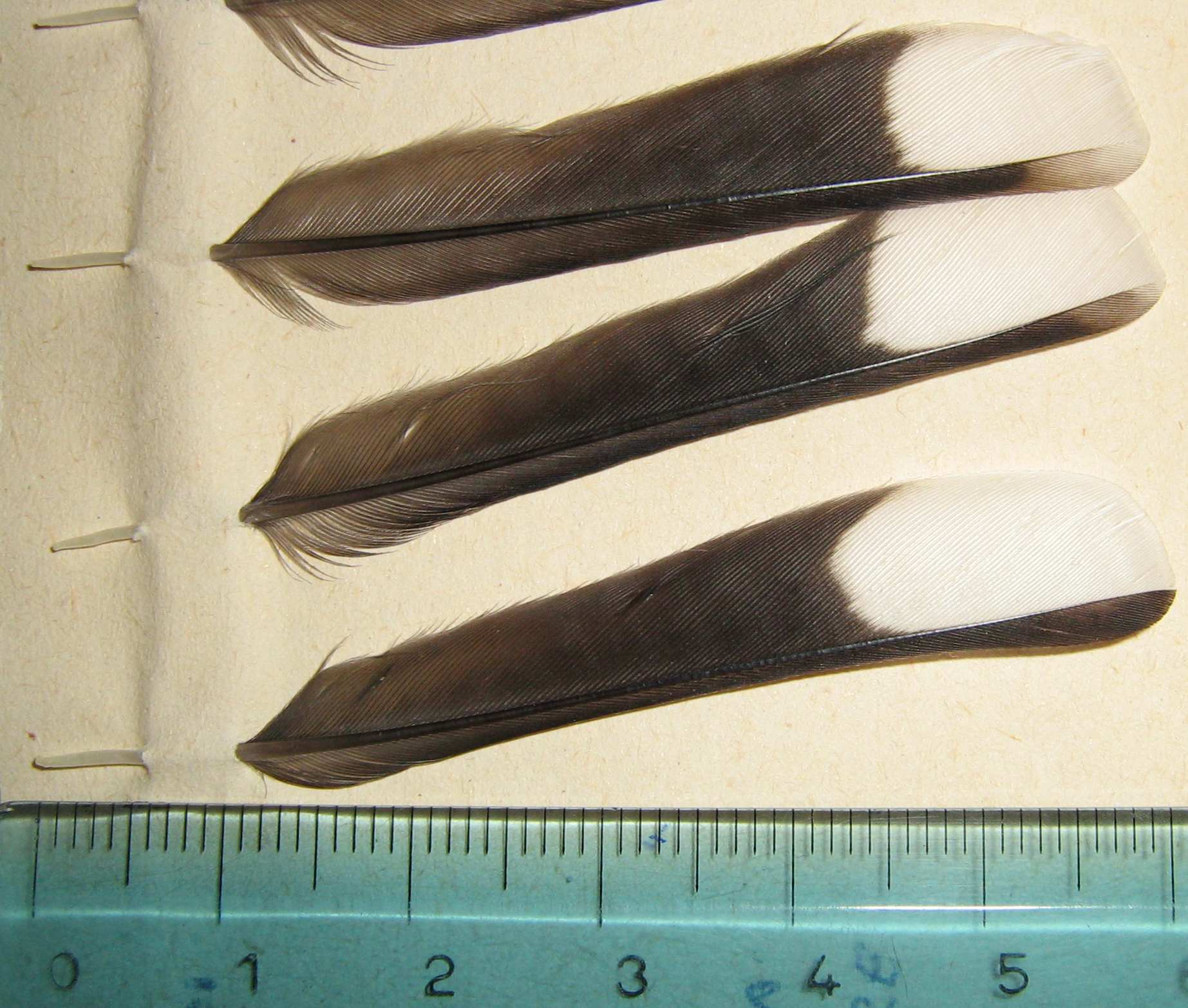 Penne e piume: Frosone Coccothraustes coccothraustes , Natura ...