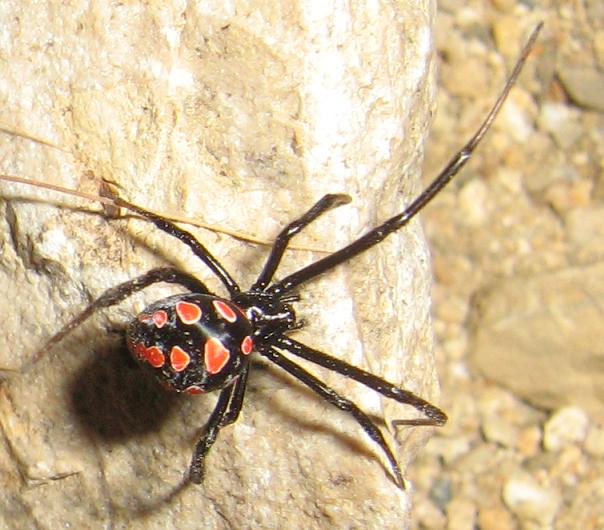 La vedova nera - Latrodectus tredecimguttatus , Natura Mediterraneo ...