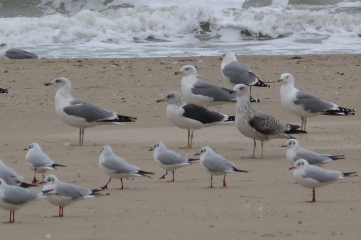DISCUTIAMO DI......GABBIANI! , Natura Mediterraneo | Forum Naturalistico
