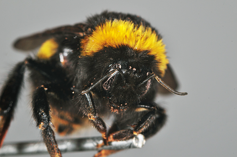 Bombo , Natura Mediterraneo | Forum Naturalistico