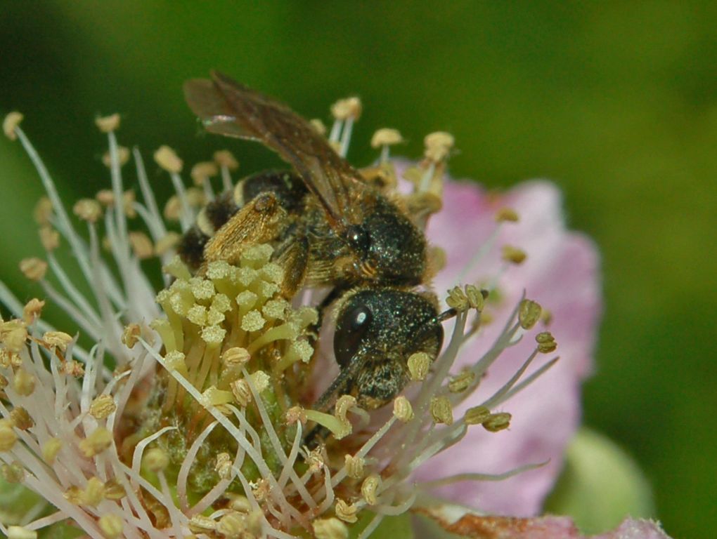 Halictus sp. F (Apidae Halictinae) , Natura Mediterraneo | Forum ...