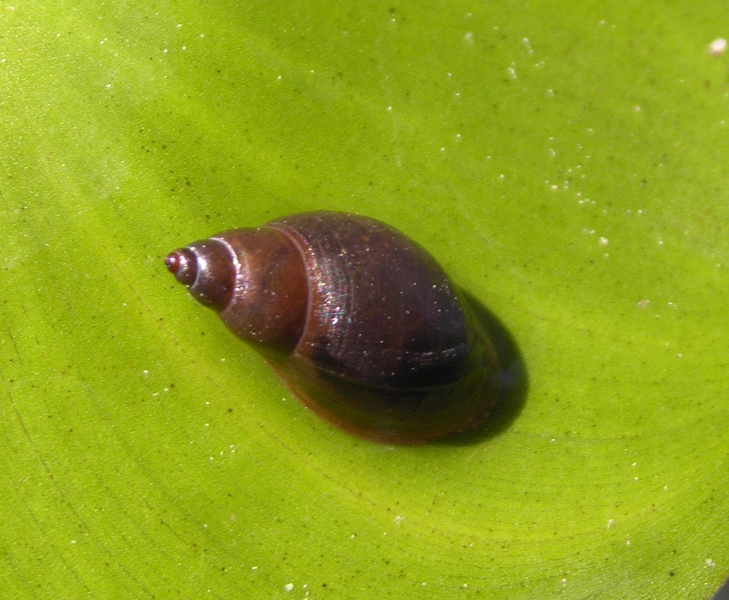 Limnea? , Natura Mediterraneo | Forum Naturalistico