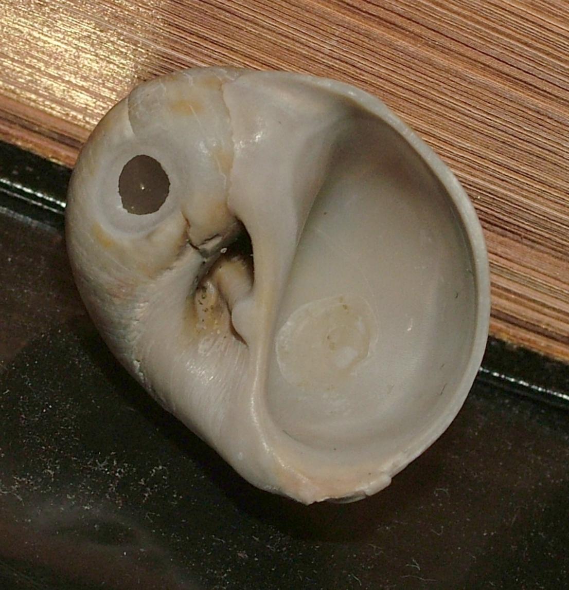 Natica , Natura Mediterraneo | Forum Naturalistico