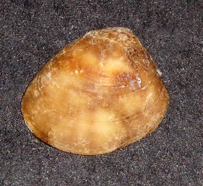 Nucula , Natura Mediterraneo | Forum Naturalistico