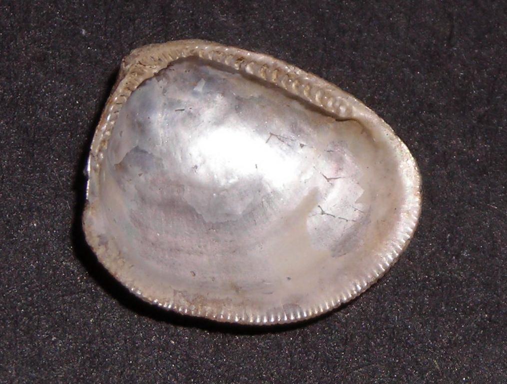 Nucula , Natura Mediterraneo | Forum Naturalistico