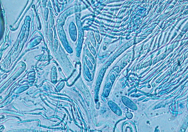 funghini col buco , Natura Mediterraneo | Forum Naturalistico