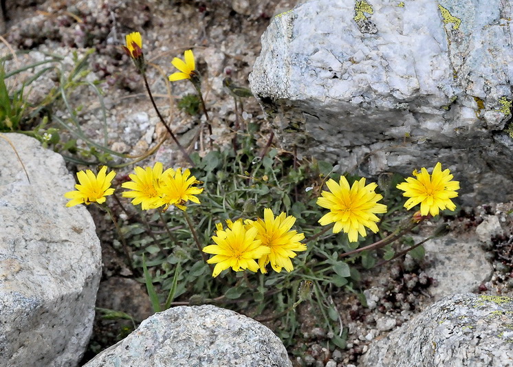Robertia taraxacoides / Costolina appenninica , Natura Mediterraneo ...